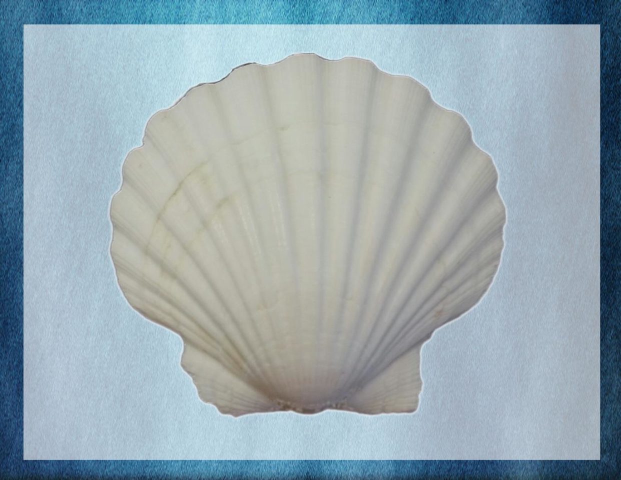 Launching the NEW Shell Newsletter - St. James' Episcopal Church Mt ...